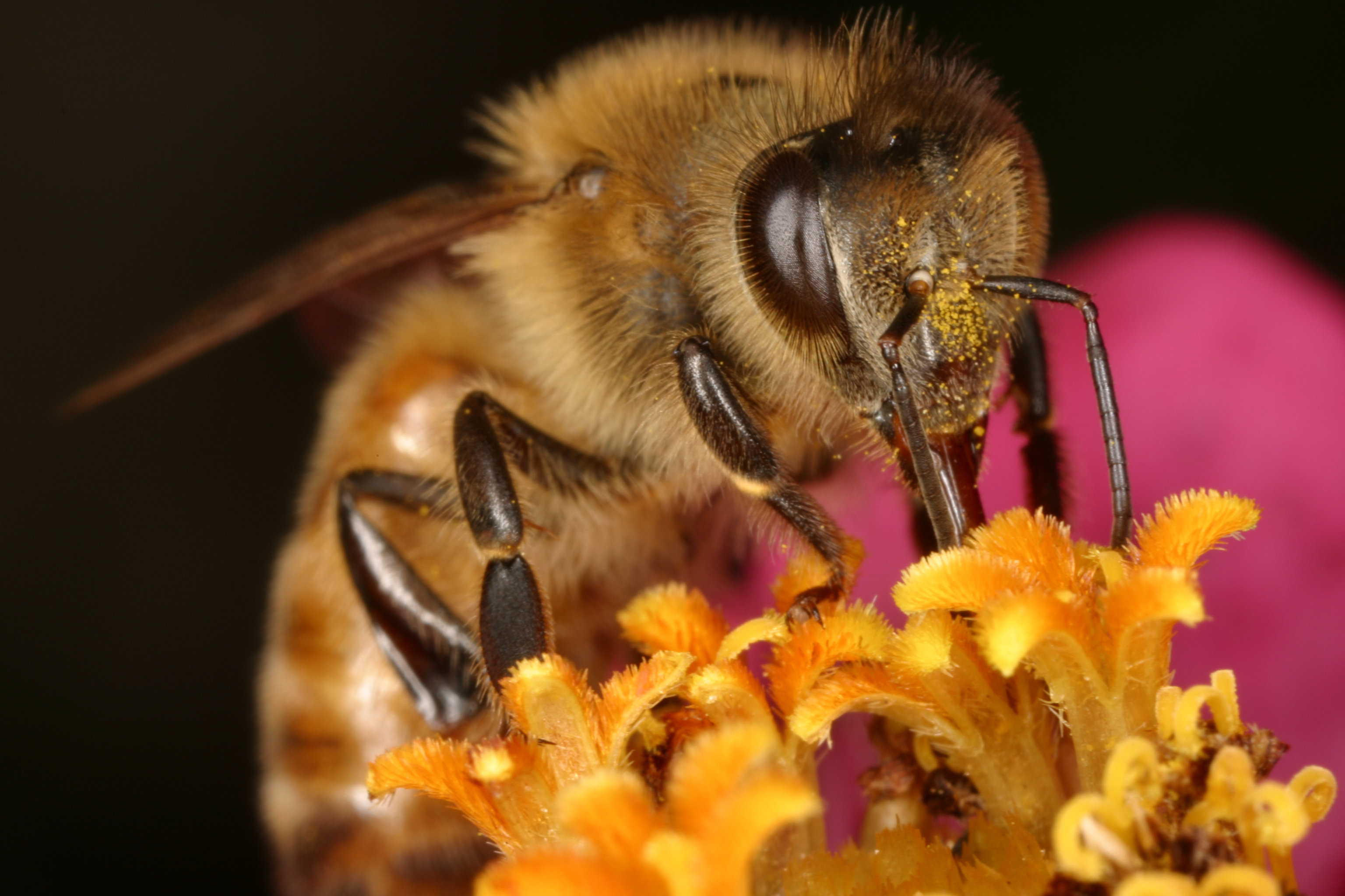 Hokku Designs Claritha Honey Bee On Canvas by Infalsifable Photograph | Wayfair